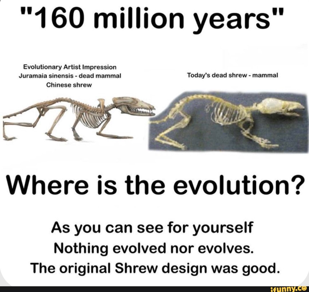 "160 million years" Evolutionary Artist impression Juramaia sinensis ...