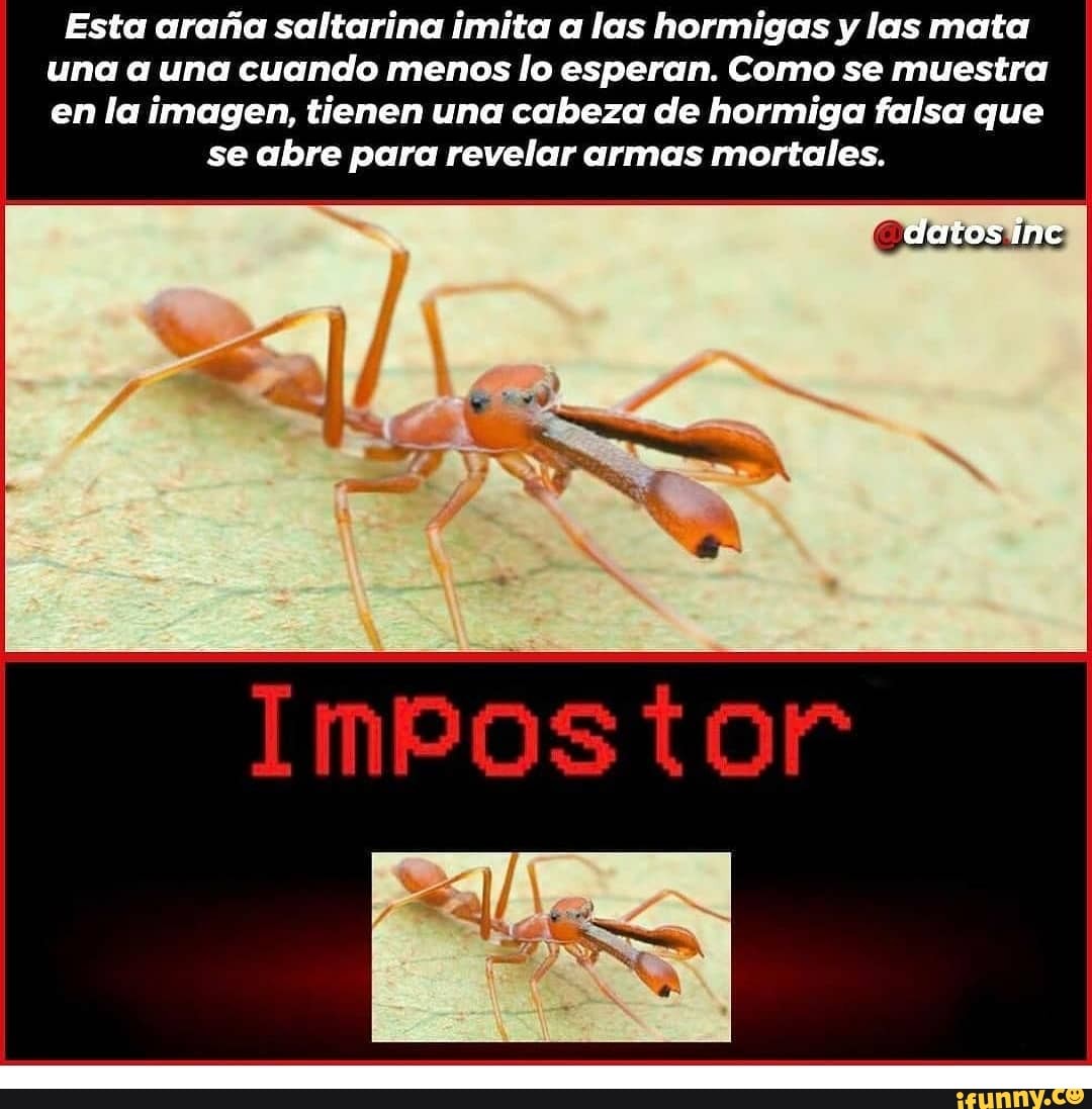 Imagenes De Hormigas Memes Image Tagged With