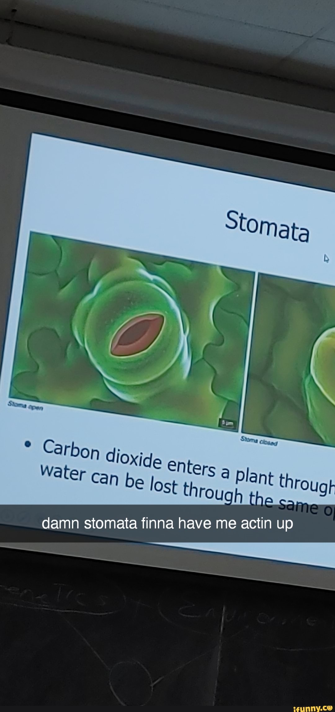 Stomata memes. Best Collection of funny Stomata pictures on iFunny
