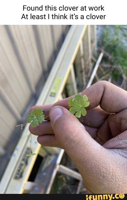 Clover memes. Best Collection of funny Clover pictures on iFunny