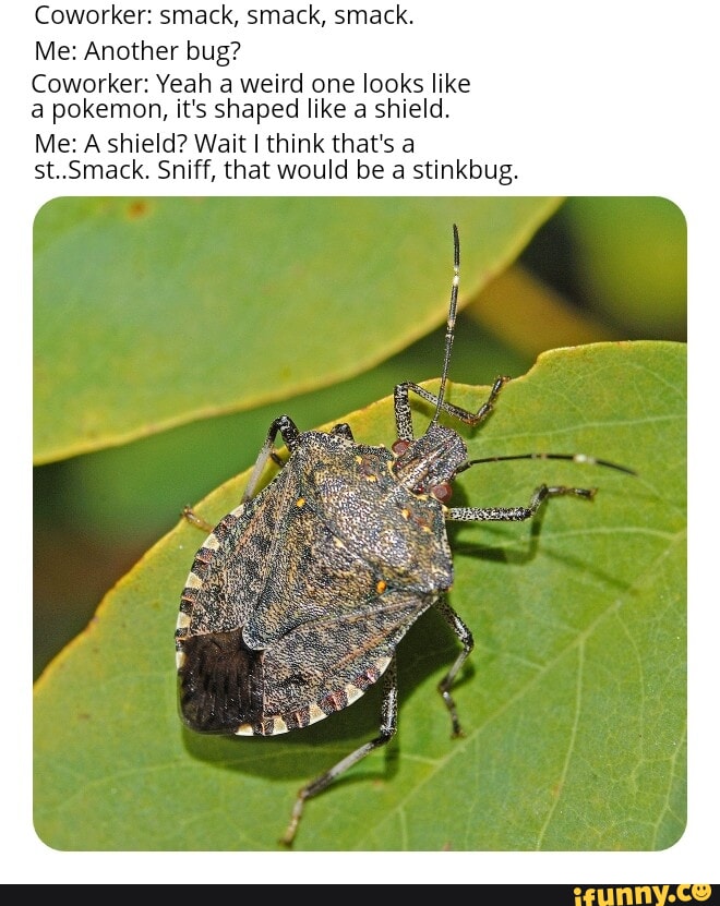 Stinkbug memes. Best Collection of funny Stinkbug pictures on iFunny
