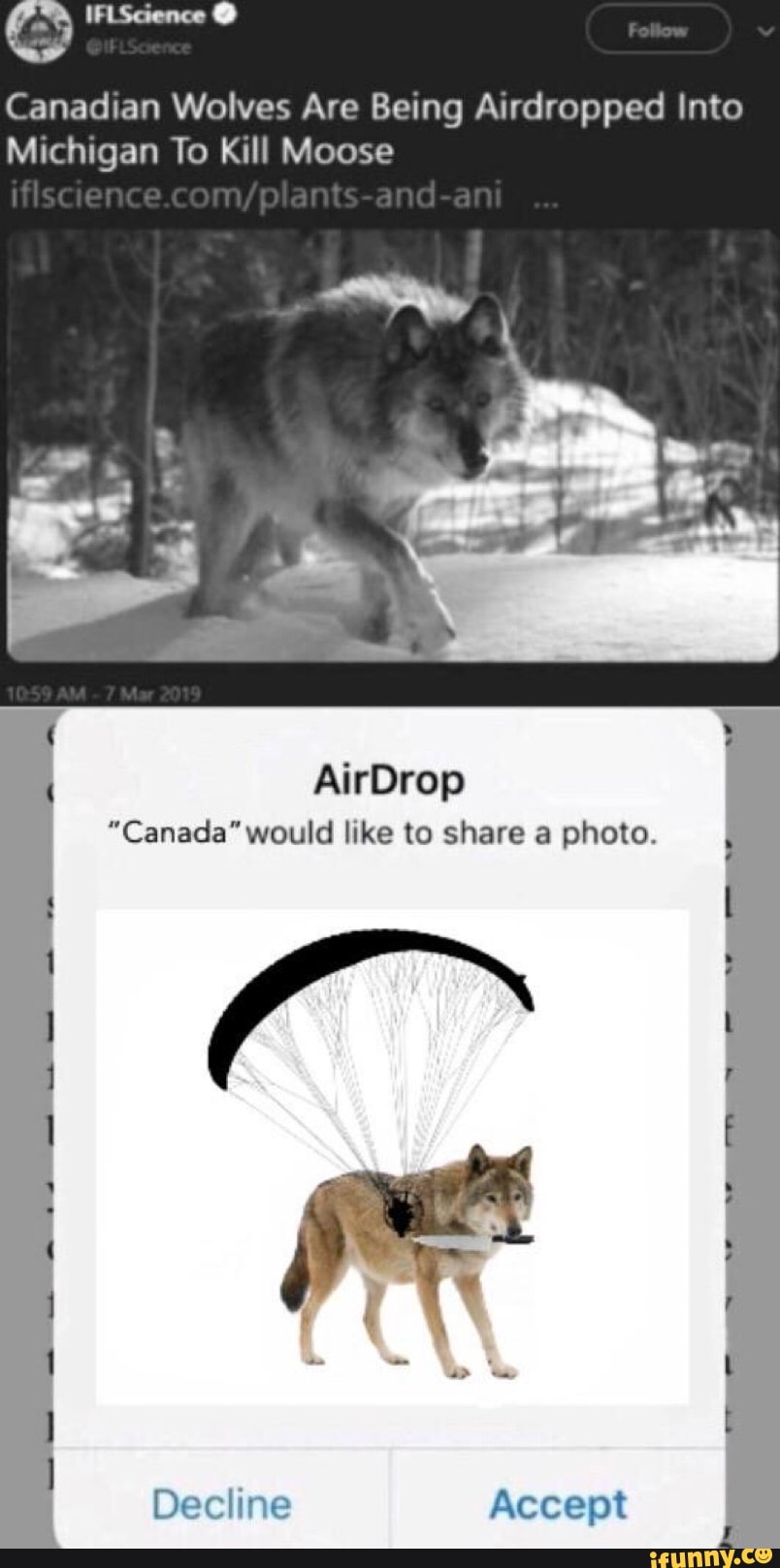 Canadian Wolves Are Being Airdropped Into Michigan To Kill Moose A ...