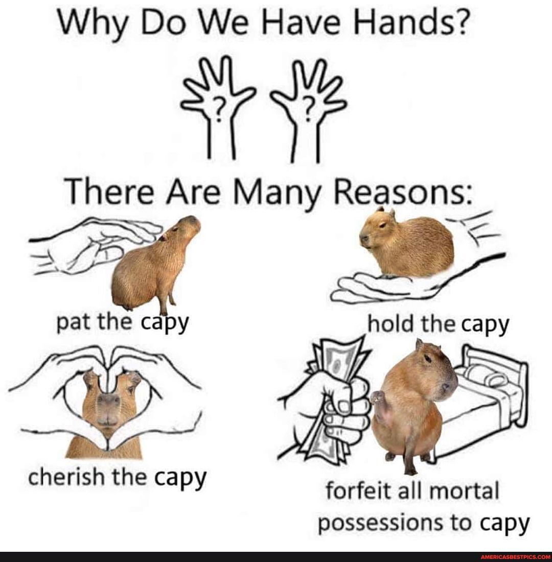 Why Do We Have Hands? There Are Many Reasons: pat the capy hold the ...