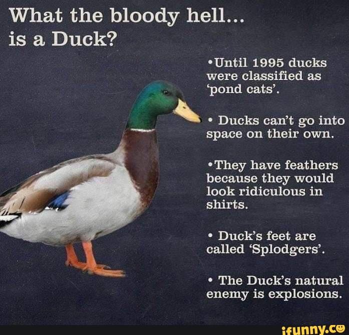 This quacks me up - What the bloody hell... is a Duck? *Until 1995 ...