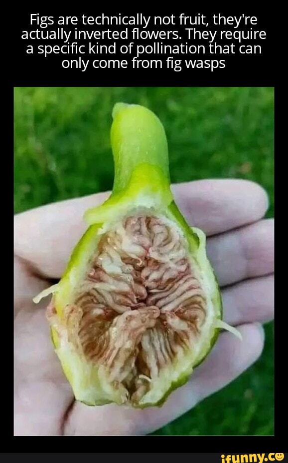 Figs are technically not fruit, they're actually inverted flowers. They ...