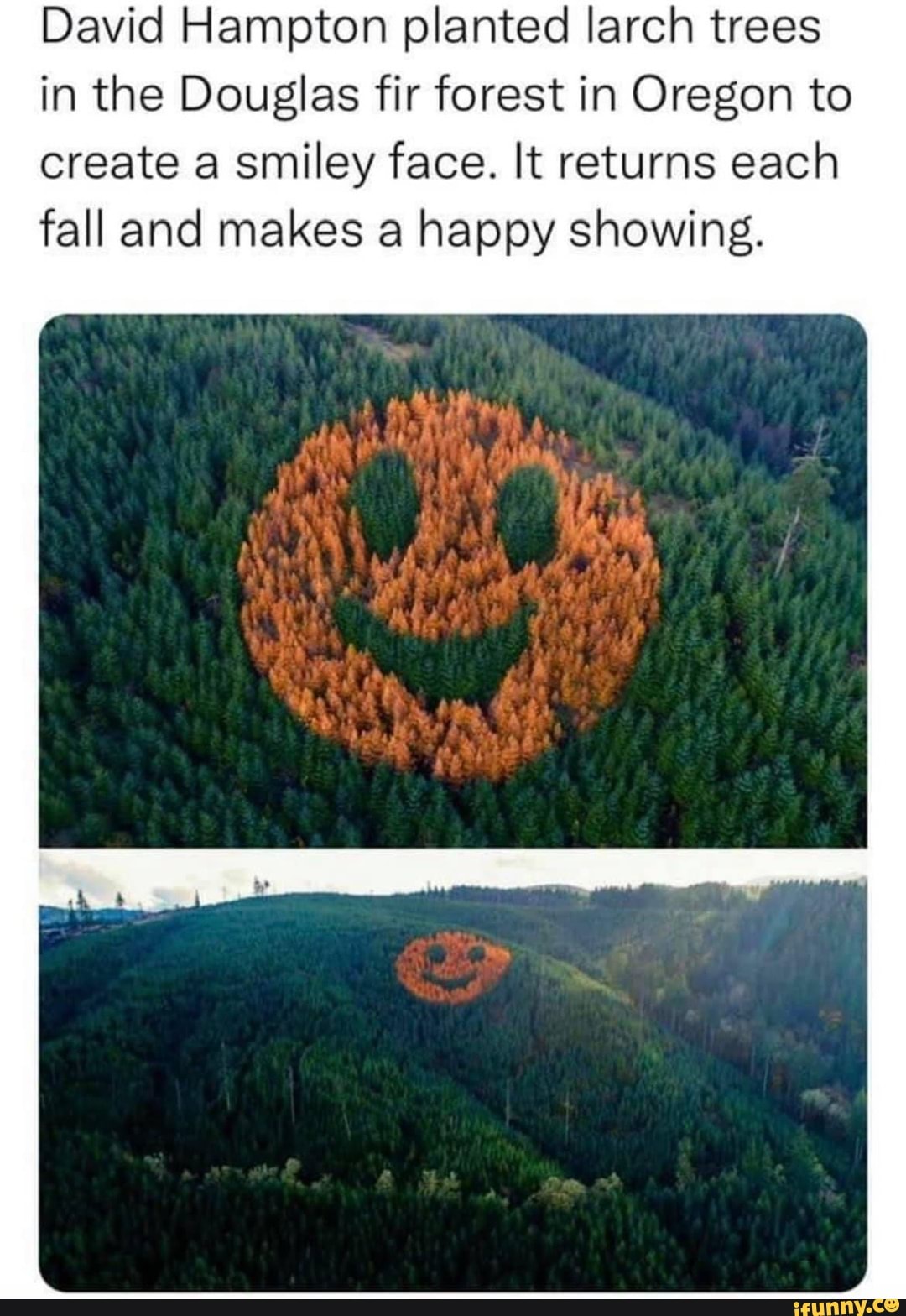 David Hampton planted larch trees in the Douglas fir forest in Oregon ...