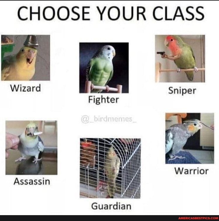 CHOOSE YOUR CLASS Wizard Sniper Fighter @_birdmemes_ Warrior Assassin ...