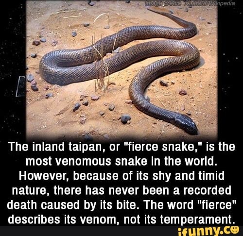 The inland taipan, or "fierce snake," is the most venomous snake in the ...