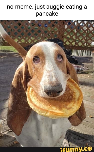No meme. just auggie eating a pancake - iFunny