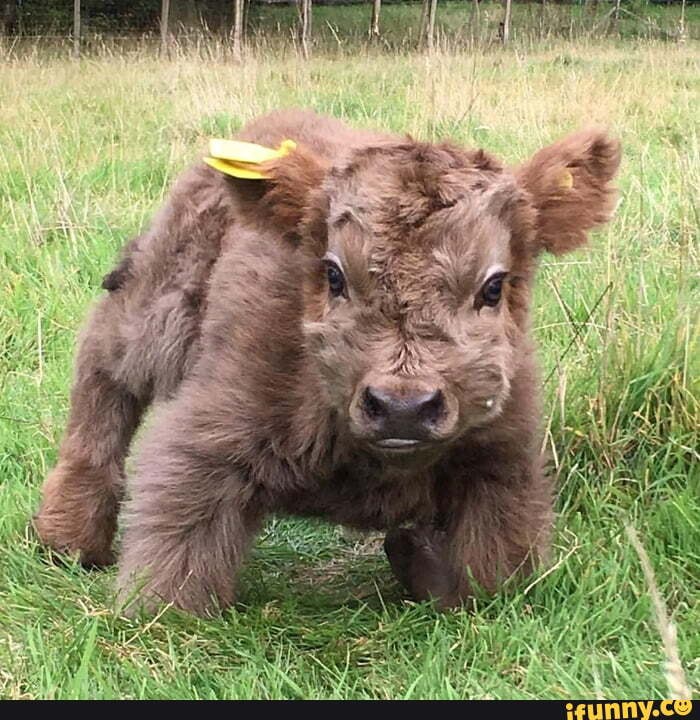 Highland_cattle memes. Best Collection of funny Highland_cattle ...