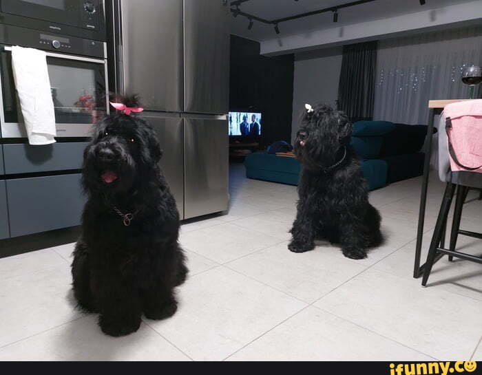 Schnoodle Memes