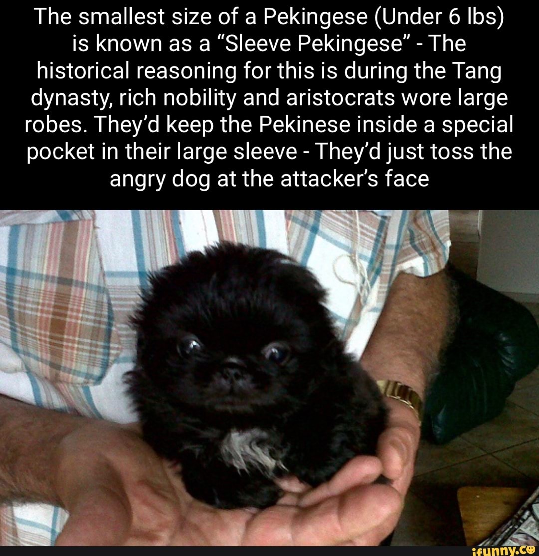 Pekingese memes. Best Collection of funny Pekingese pictures on iFunny