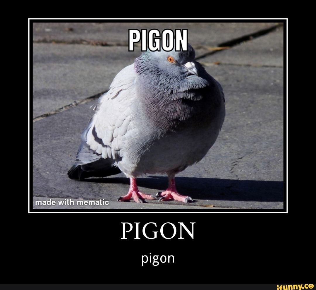 Made with PIGON pigon - iFunny