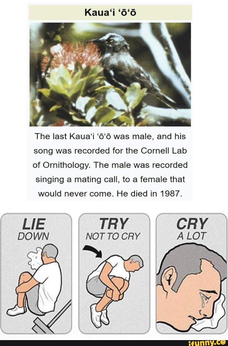 Kauai memes. Best Collection of funny Kauai pictures on iFunny