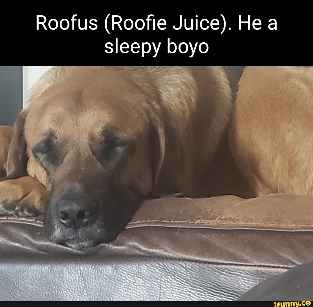 Roofus memes. Best Collection of funny Roofus pictures on iFunny