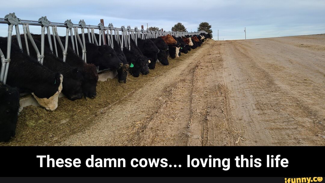 These damn cows... loving this life - These damn cows... loving this ...