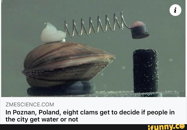 Clams memes. Best Collection of funny Clams pictures on iFunny
