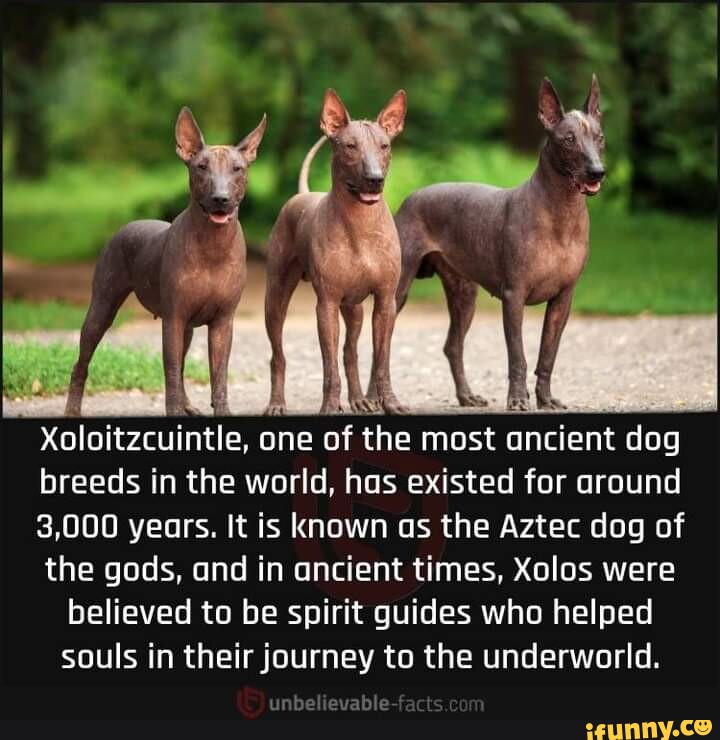 Xoloitzcuintle, one of the most ancient dog breeds in the world, has ...