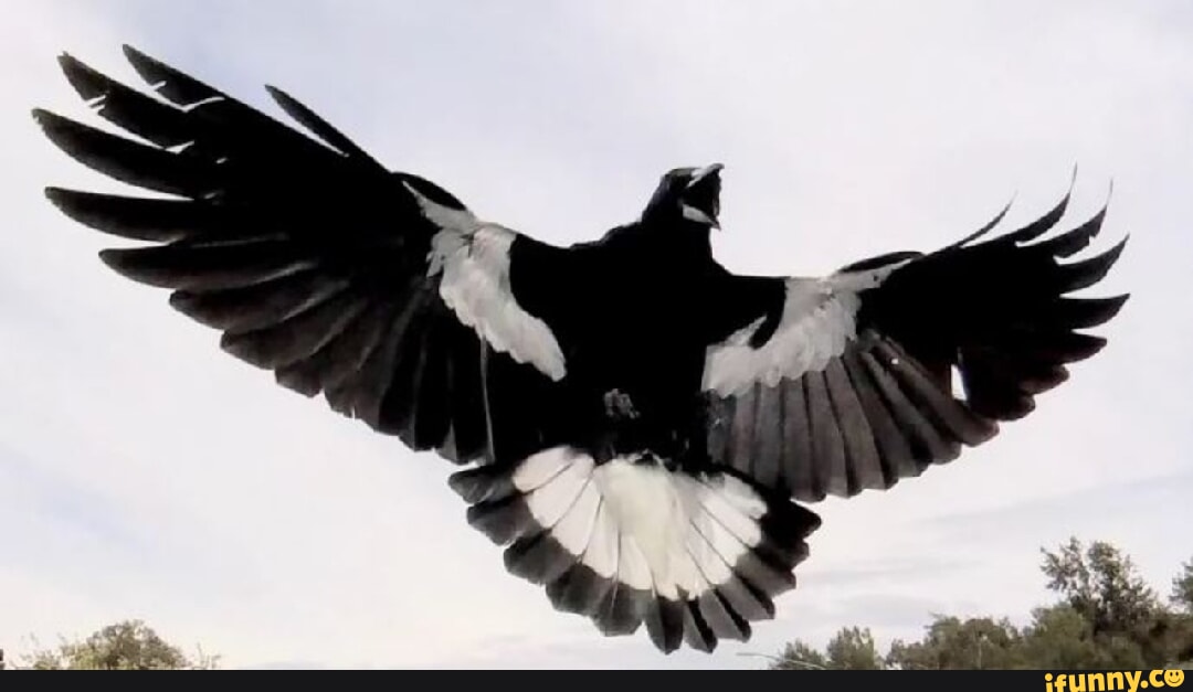 Swooping memes. Best Collection of funny Swooping pictures on iFunny