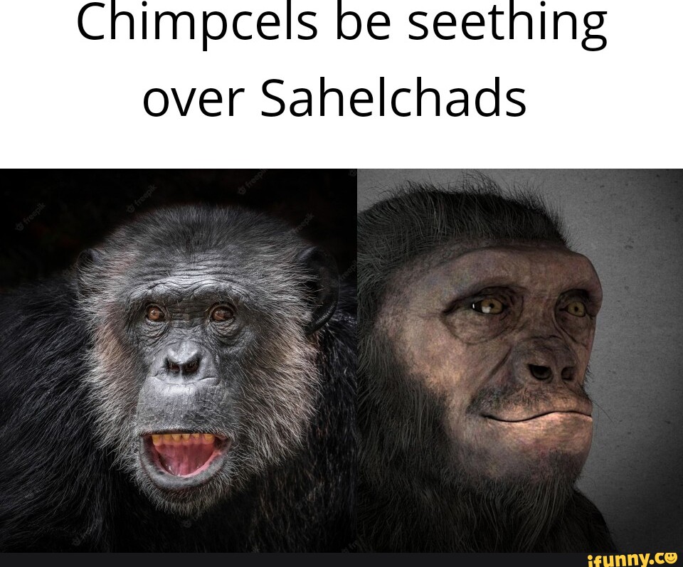 Impcels be seething over Sahelchads - iFunny