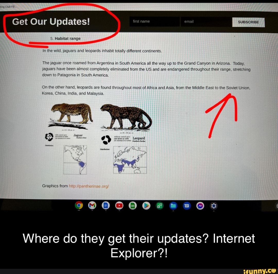 Leopards memes. Best Collection of funny Leopards pictures on iFunny