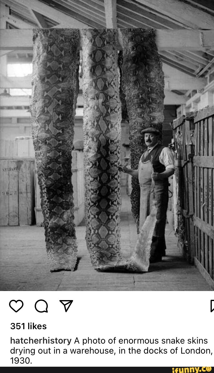 351 likes hatcherhistory A photo of enormous snake skins drying out in ...