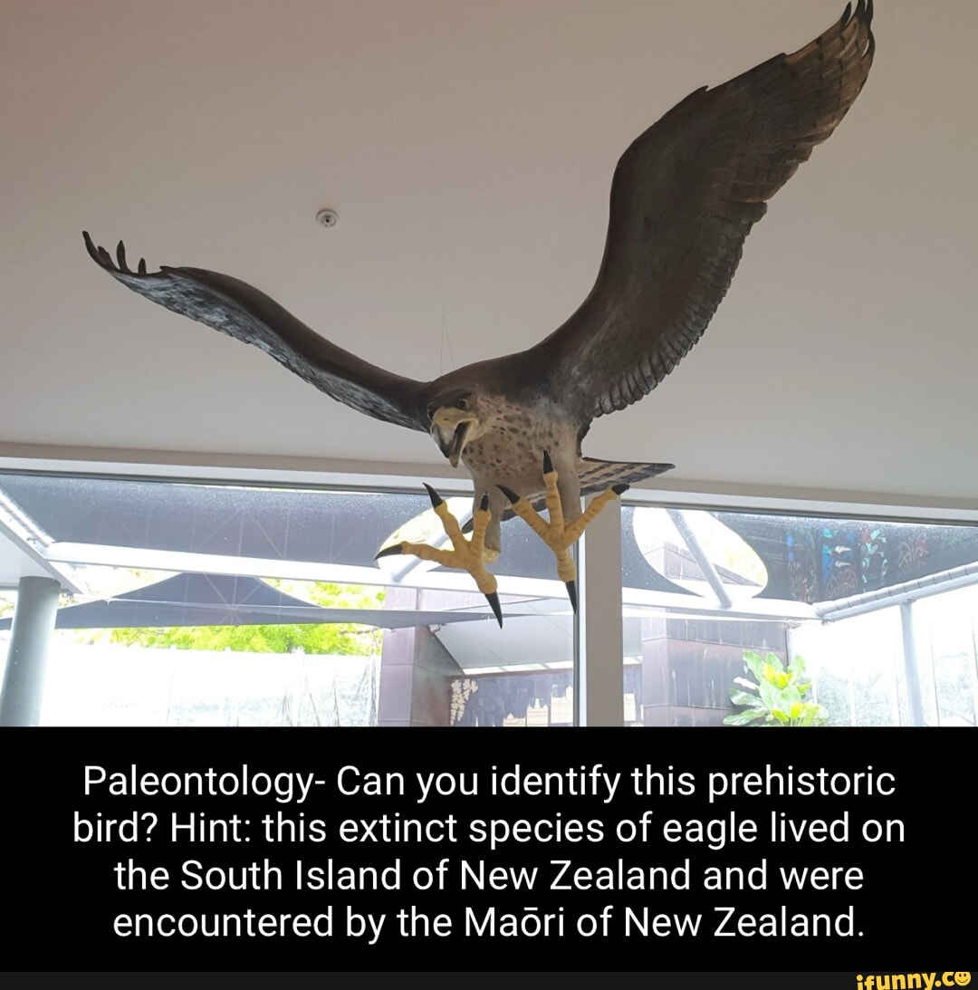 Paleontology- Can you identify this prehistoric bird? Hint: this ...
