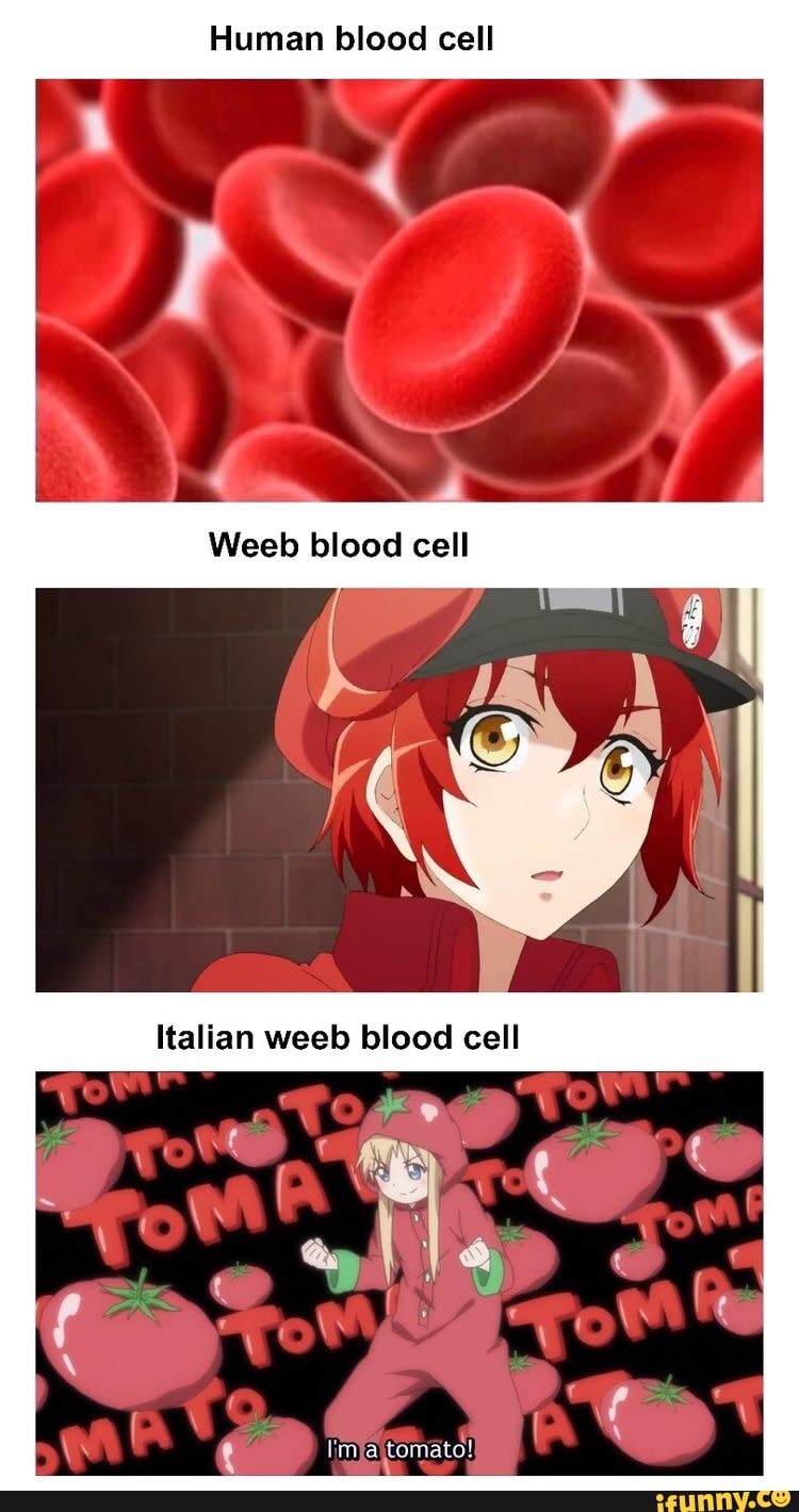 Human blood cell Weeb blood cell Italian weeb blood cell Ima tamate ...