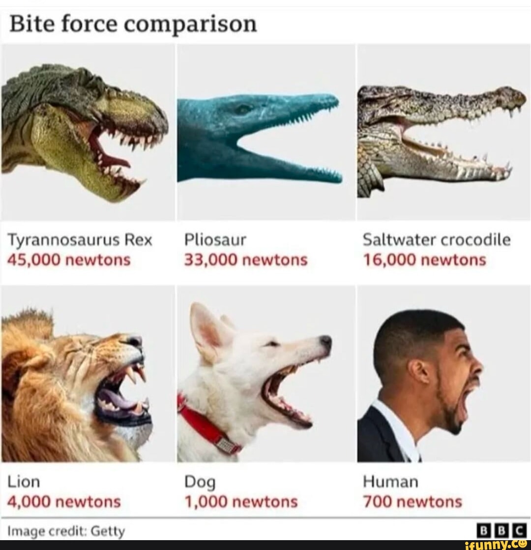 Bite force comparison Tyrannosaurus Rex Pliosaur Saltwater crocodile ...