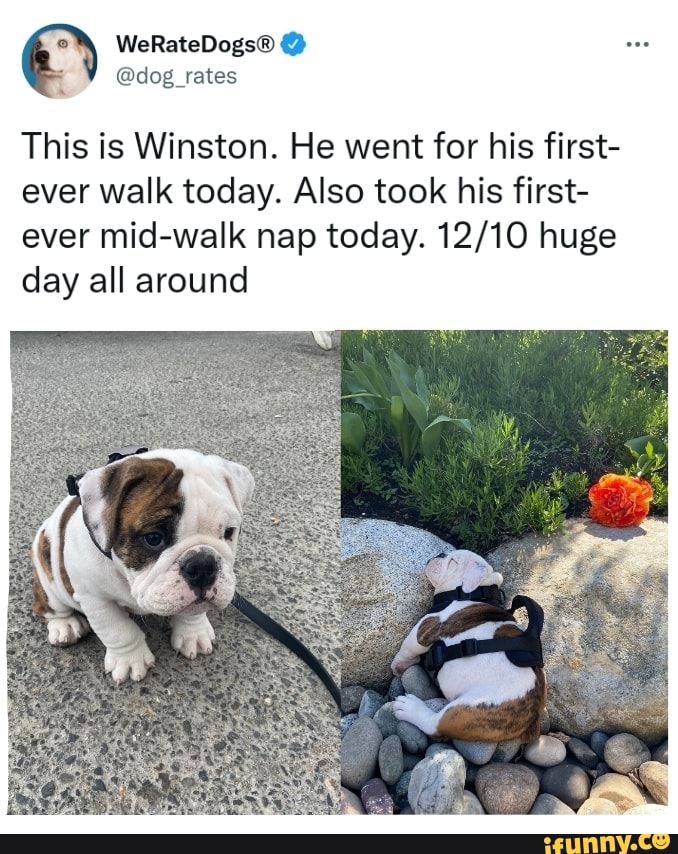@dog rates This is Winston. He went for his first- ever walk today ...