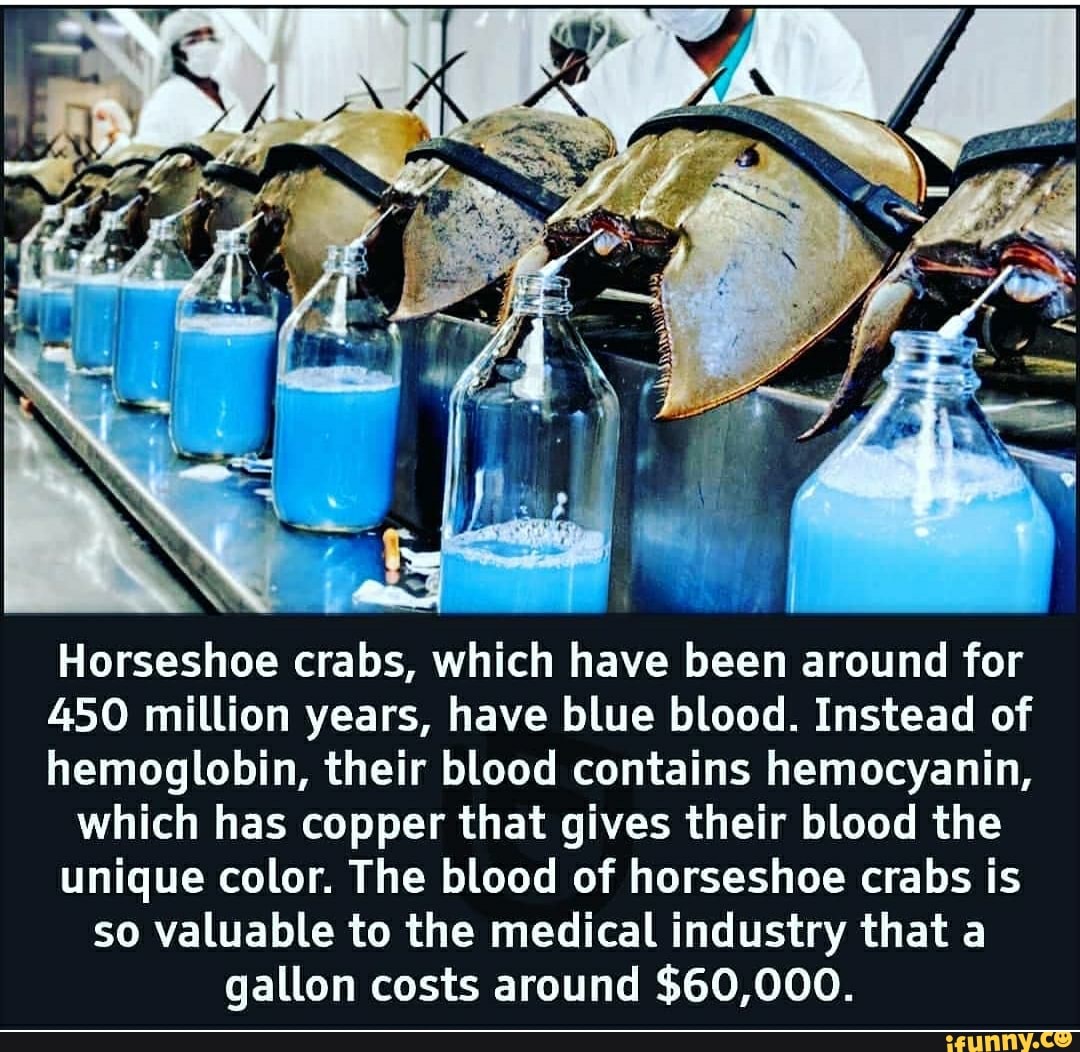 Hemocyanin memes. Best Collection of funny Hemocyanin pictures on iFunny