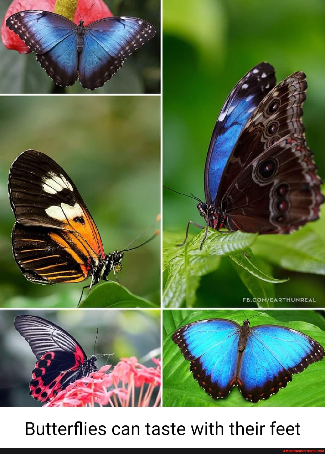 Butterflies can taste with their feet - America’s best pics and videos