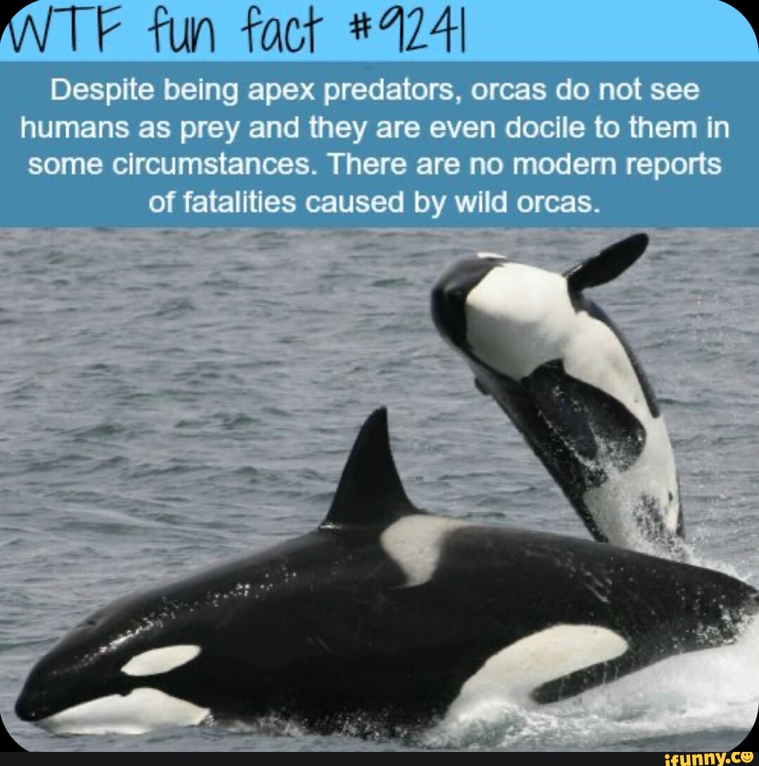 Video memes ea1vPA5pA by VULTOL_The_Great: 0.5K comments - iFunny