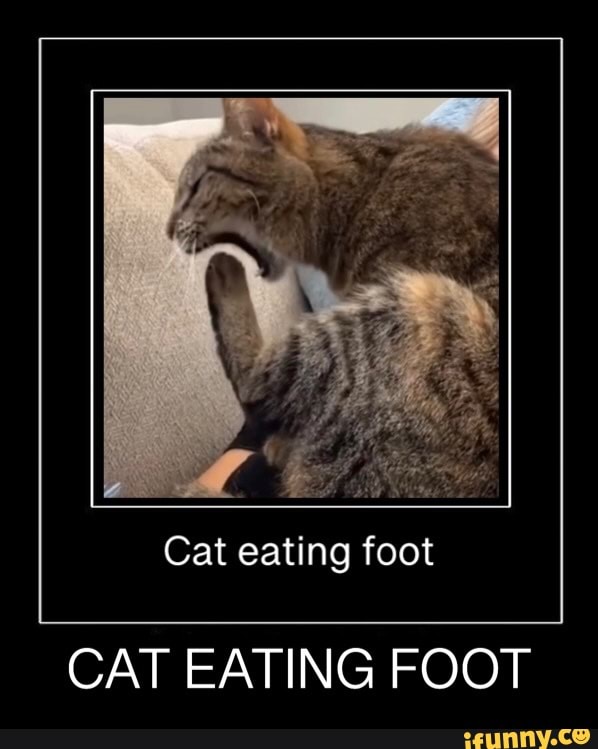 Cat eating foot CAT EATING FOOT - iFunny