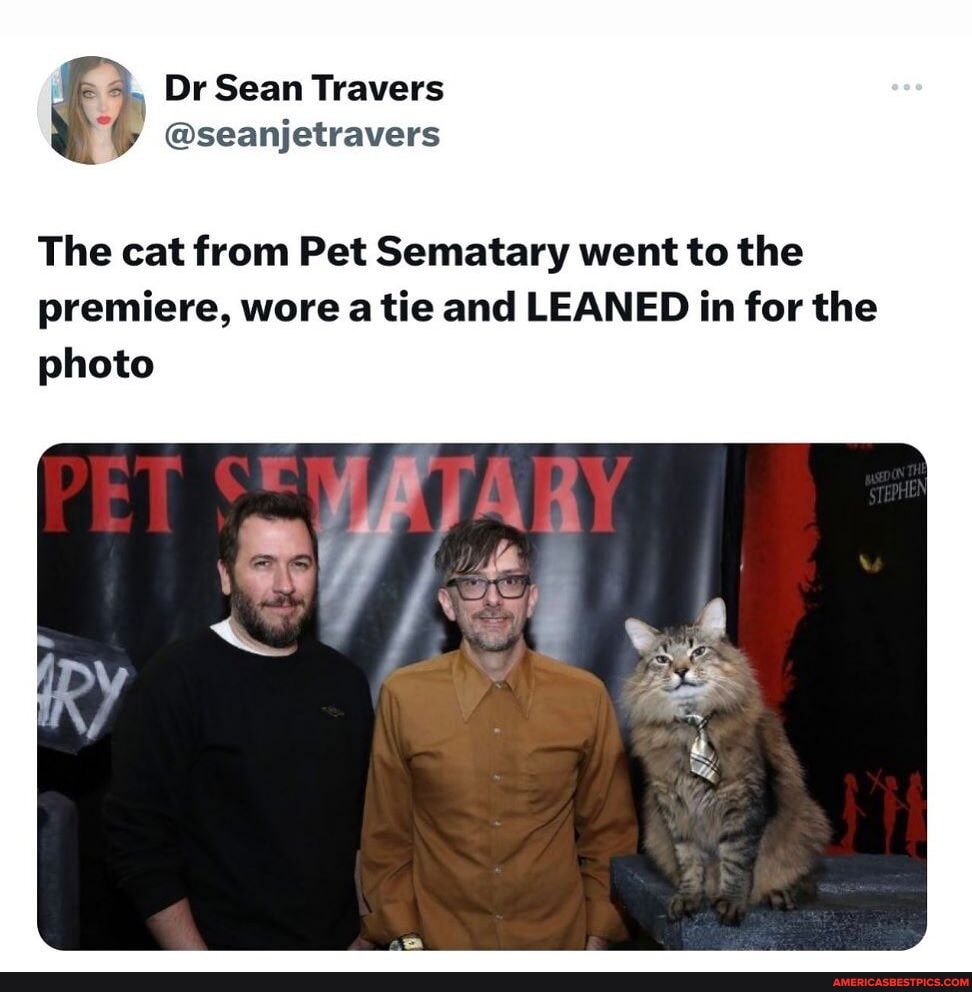 The cators make the dam movie - Dr Sean Travers The cat from Pet ...