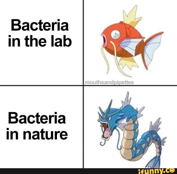 Bacteria in the lab Bacteria in nature - iFunny