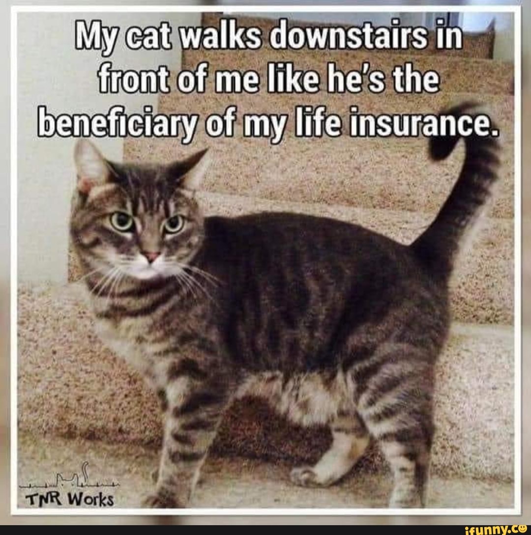 Beneficiary memes. Best Collection of funny Beneficiary pictures on iFunny