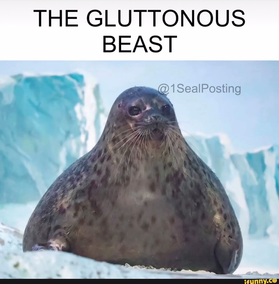 Seals memes. Best Collection of funny Seals pictures on iFunny