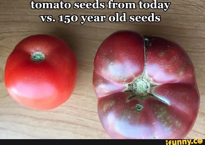 Tomato seeds from today vs. 150 year old seeds - iFunny Tomato seeds from today vs. 150 year old seeds - iFunny