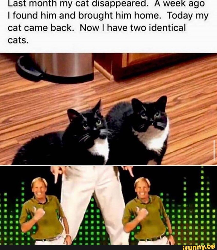 Last month my Cat disappeared. A week ago I found him and brought him ...