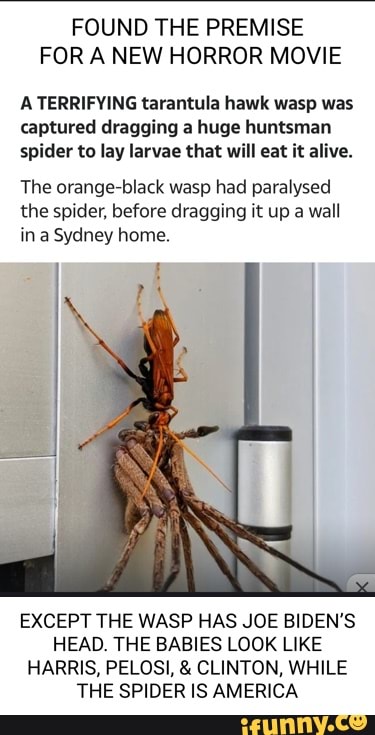 FOUND THE PREMISE FOR A NEW HORROR MOVIE A TERRIFYING tarantula hawk ...