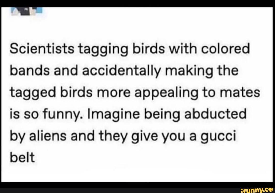 Scientists tagging birds with colored bands and accidentally making the ...