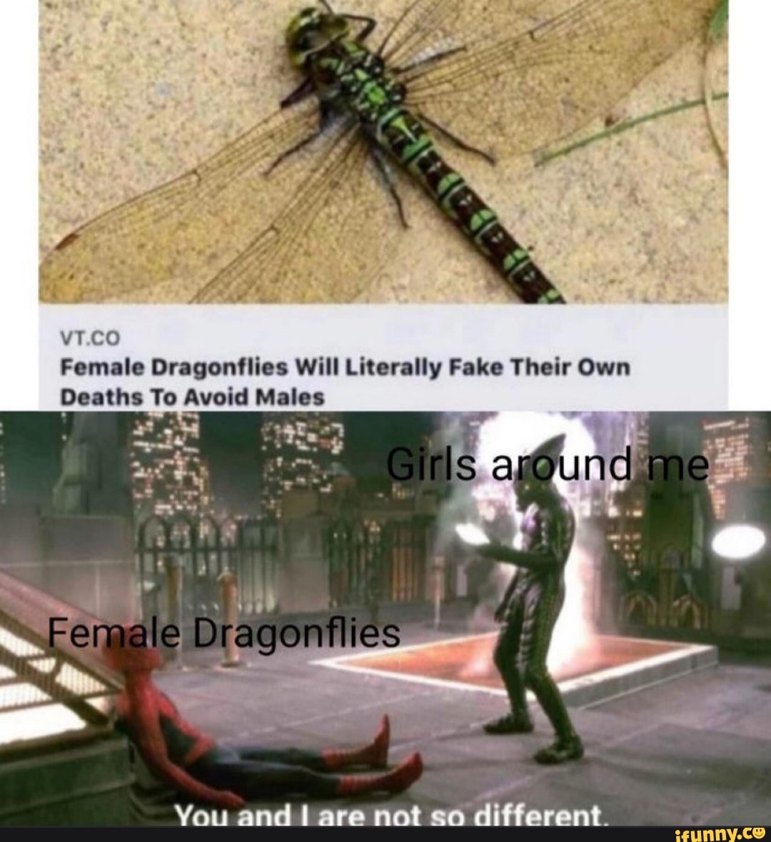 VT.cO Female Dragonflies Will Literally Fake Their Own (Is ne Deaths To ...