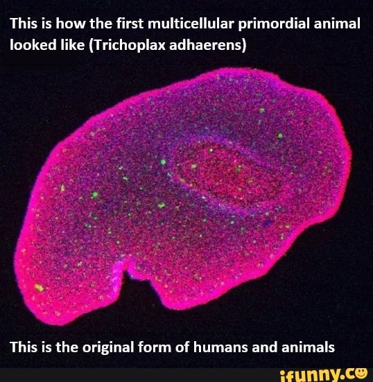 This is how the first multicellular primordial animal looked like ...