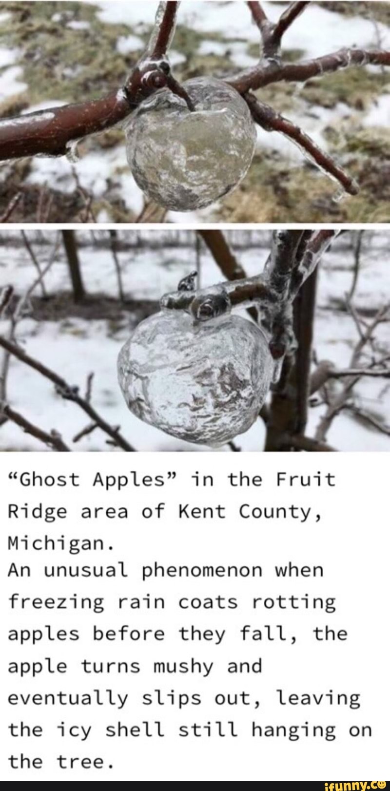 “Ghost Apples” in the Fruit Ridge area of Kent County, Michigan. An ...