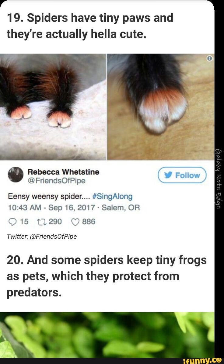 iFunny - the best memes, video, gifs and funny pics in one place