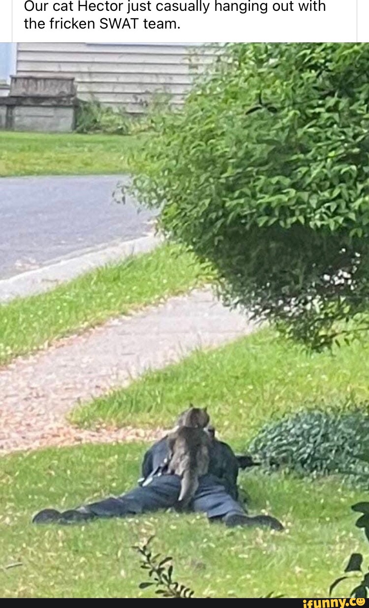 Our cat Hector just Casually hanging out with the fricken SWAT team ...