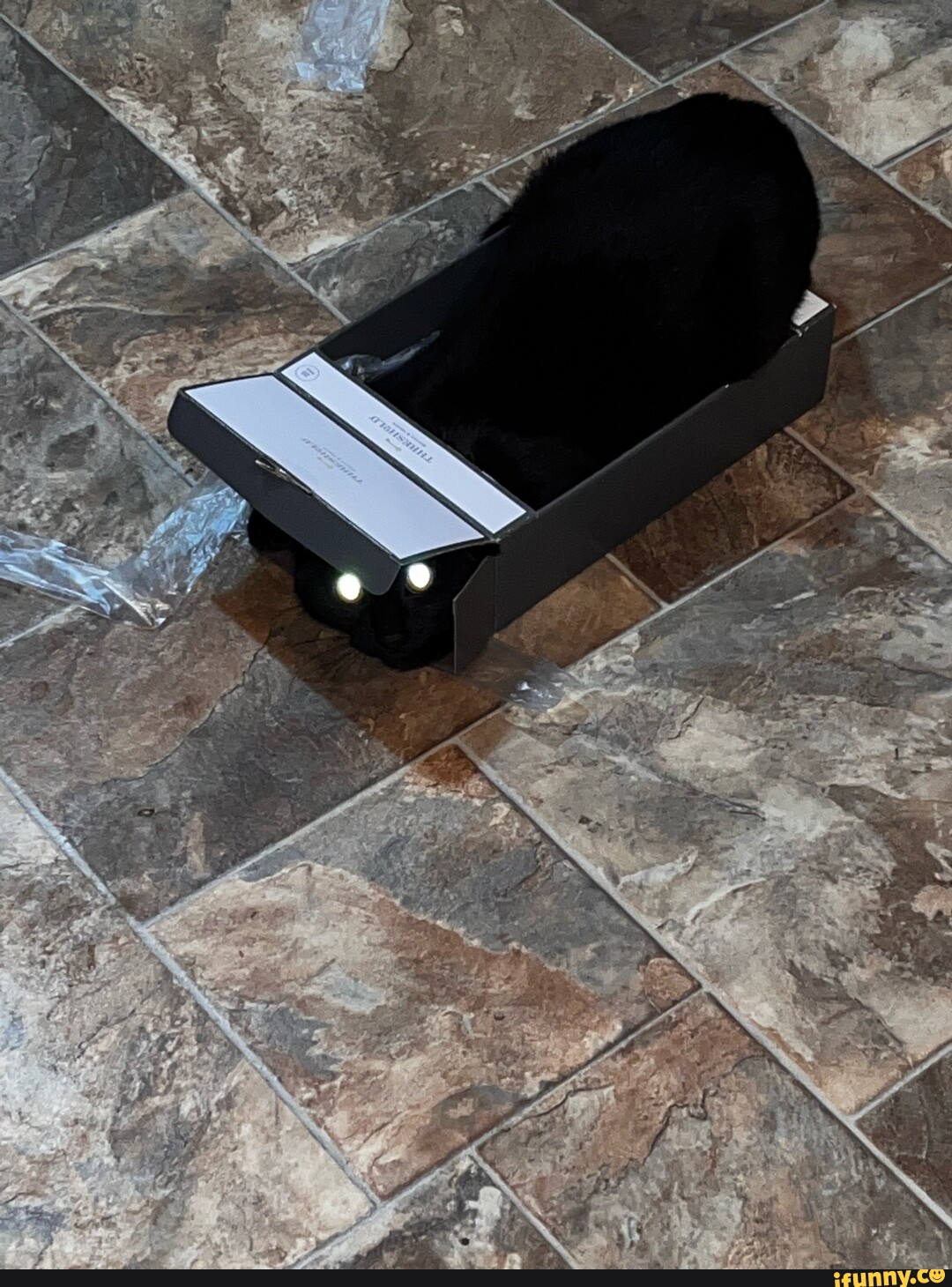 Catbox memes. Best Collection of funny Catbox pictures on iFunny