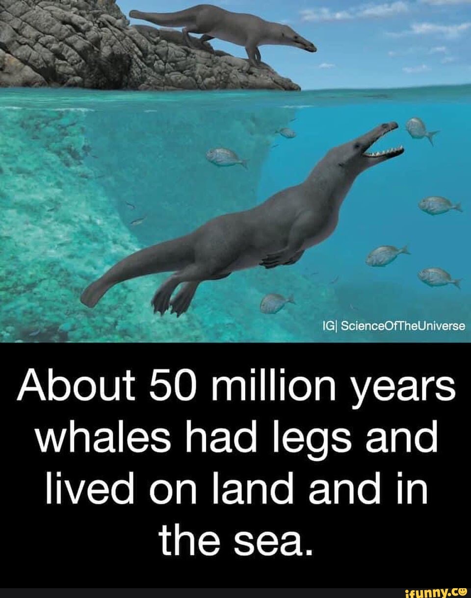 ScienceOfTheUniverse About 50 million years whales had legs and lived ...