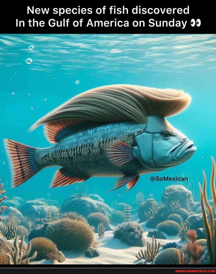 New species of fish discovered In the Gulf of America on Sunday 99 ...